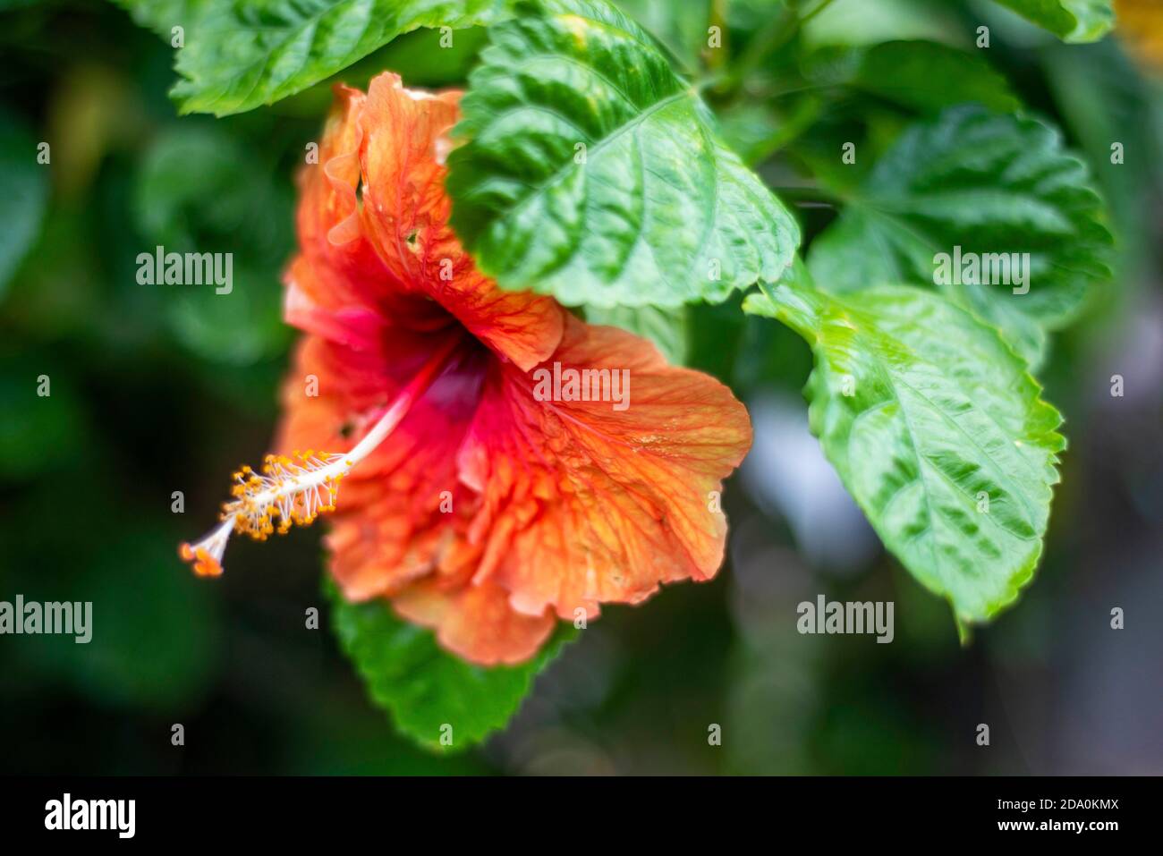Tahiti french polynesia vegetation hi-res stock photography and images ...