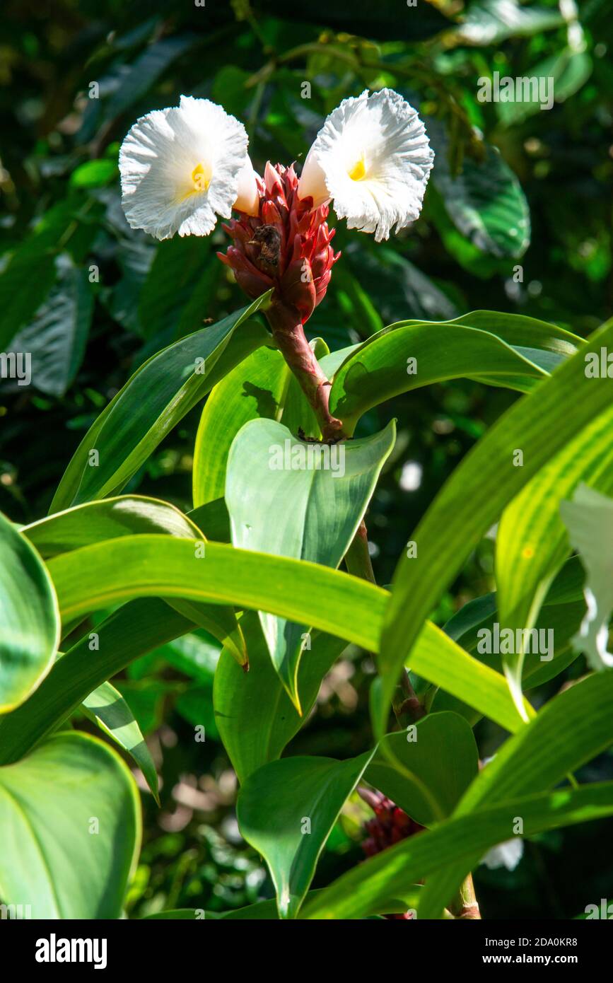 Tahiti french polynesia vegetation hi-res stock photography and images ...