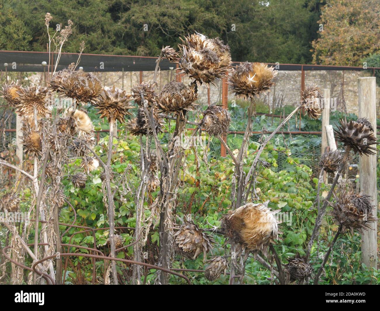 Interest for a winter garden with the giant, sculptural, spiky flower ...
