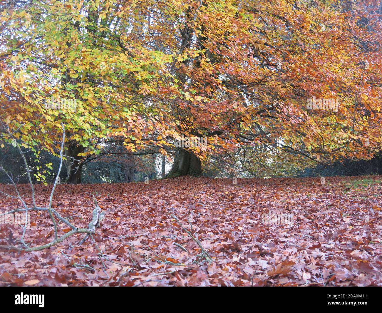 Carpet autumnal leaves covers ground hi-res stock photography and ...