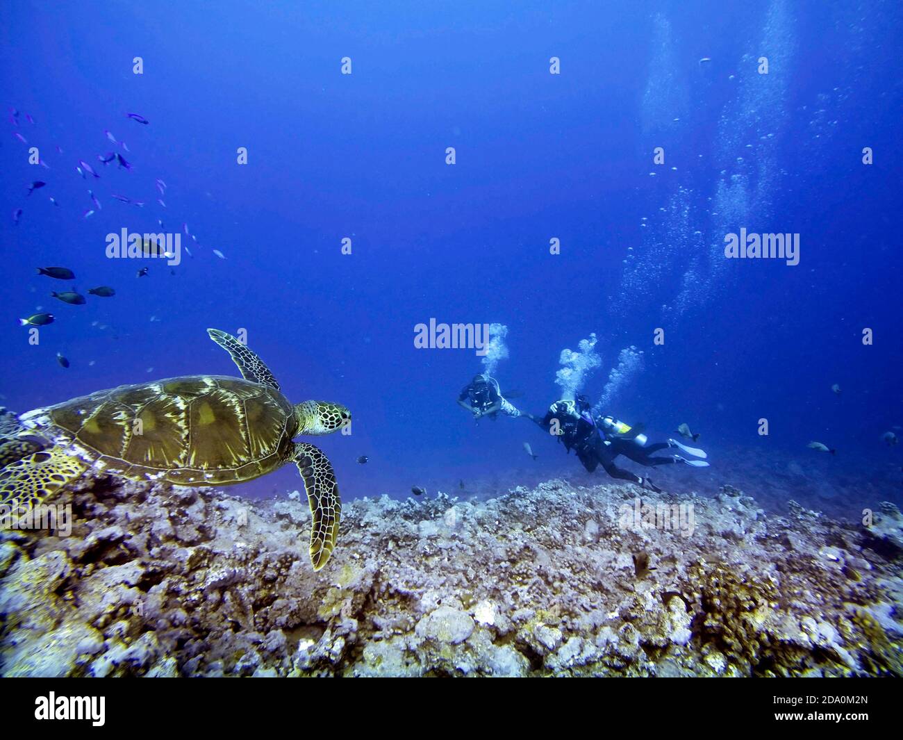 Green sea turtles bora hi-res stock photography and images - Alamy