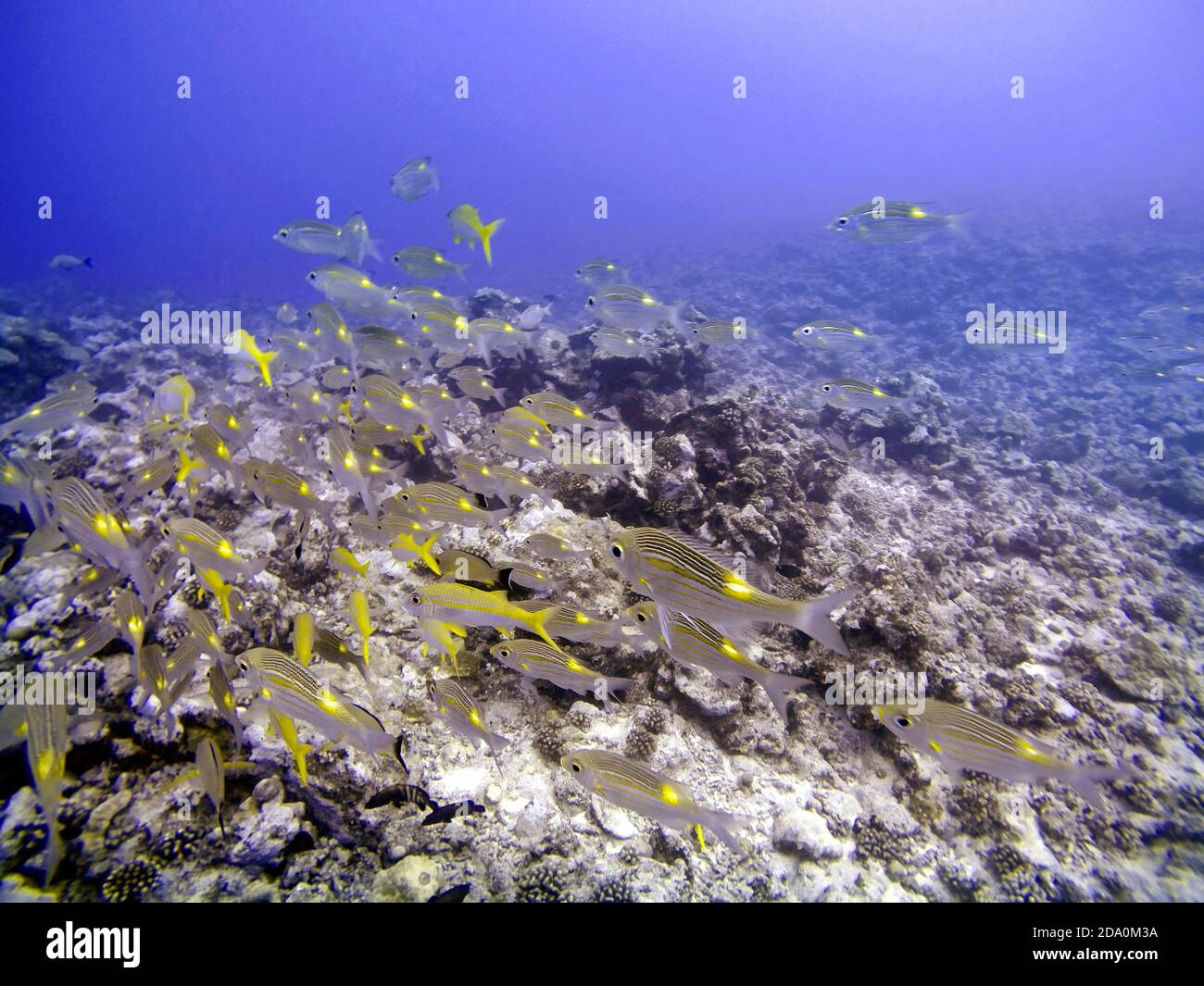Tropical reef fish polynesia hi-res stock photography and images - Alamy
