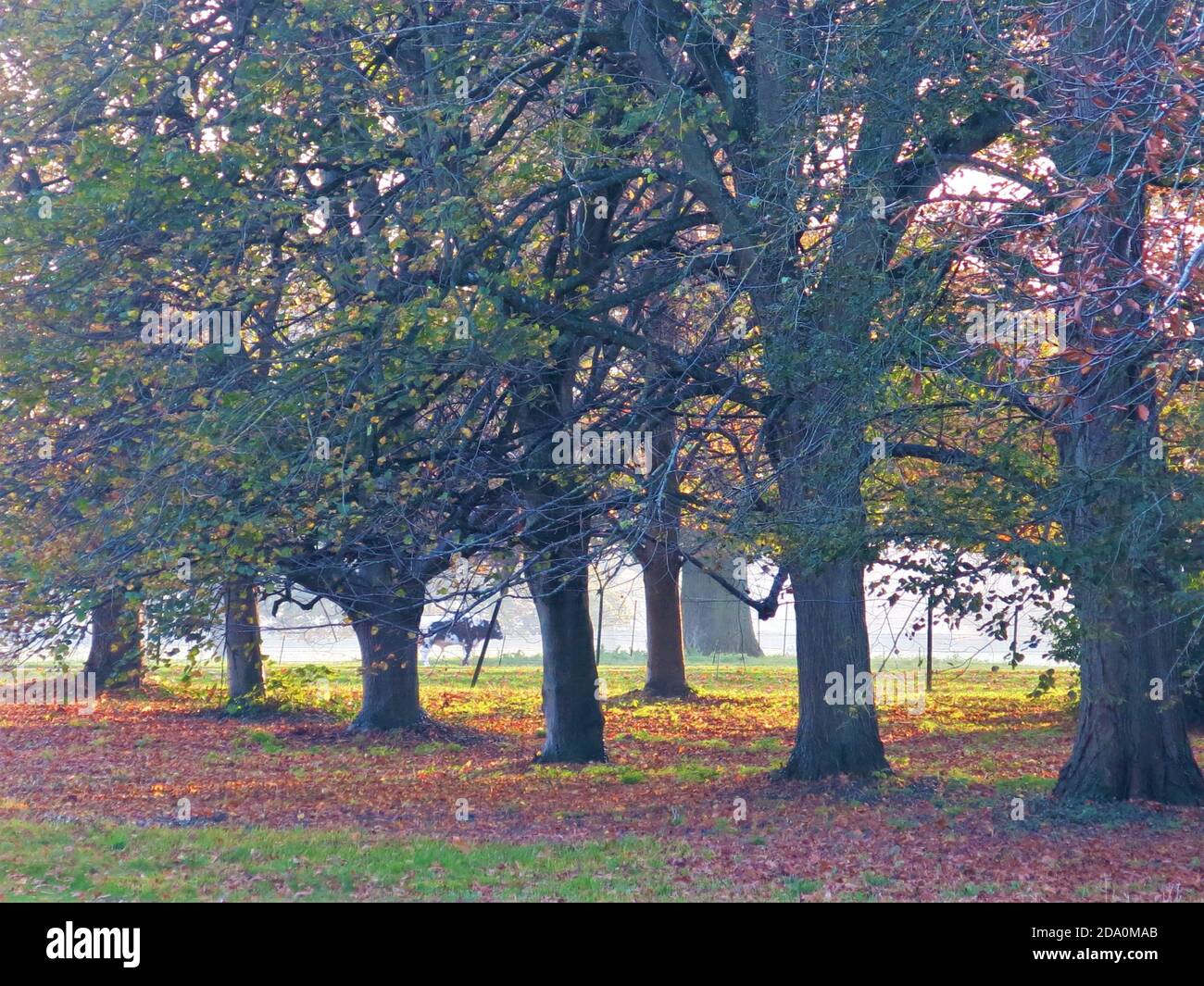 Rousham park hi-res stock photography and images - Alamy
