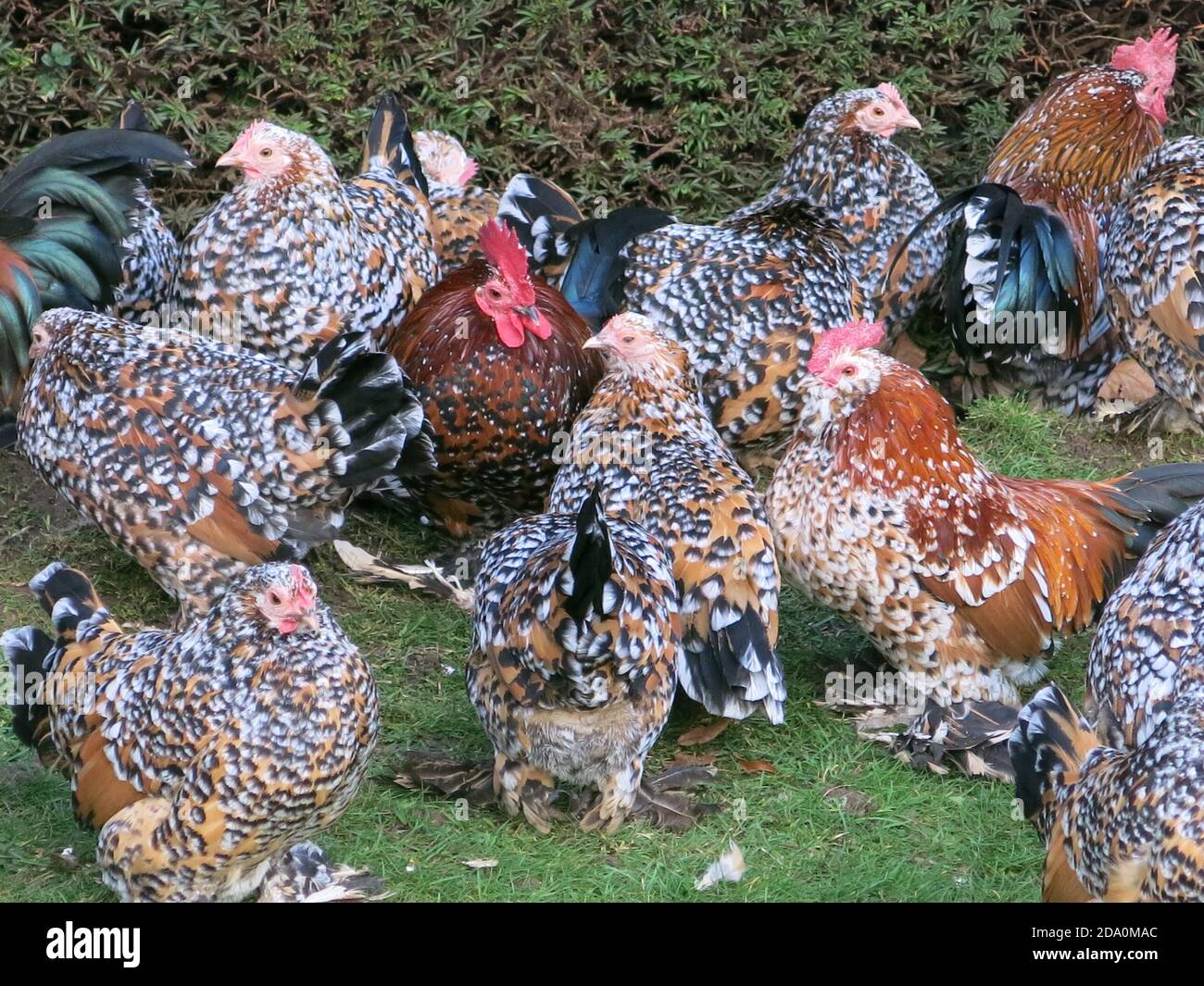 Bantams hi-res stock photography and images - Alamy