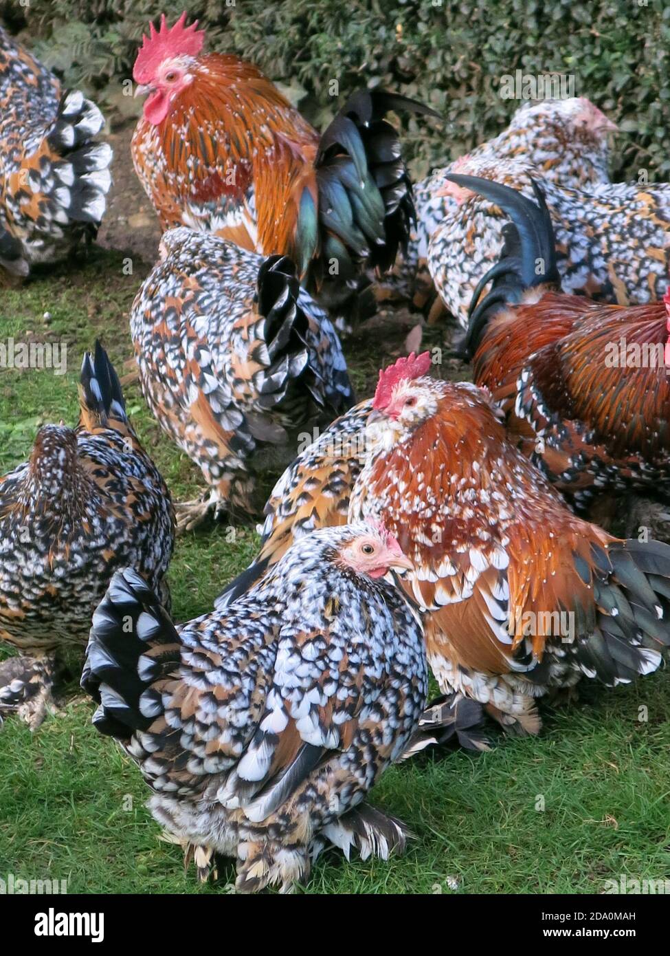 Bearded bantam chickens hi-res stock photography and images - Alamy