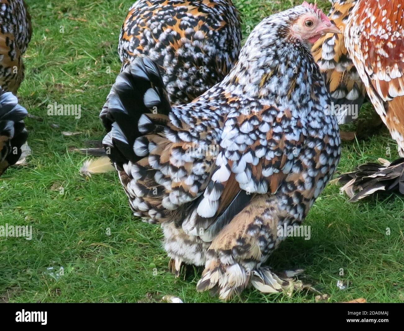 Close-up of a healthy, free-range Belgian Barbu d'Uccle bantam with its ...