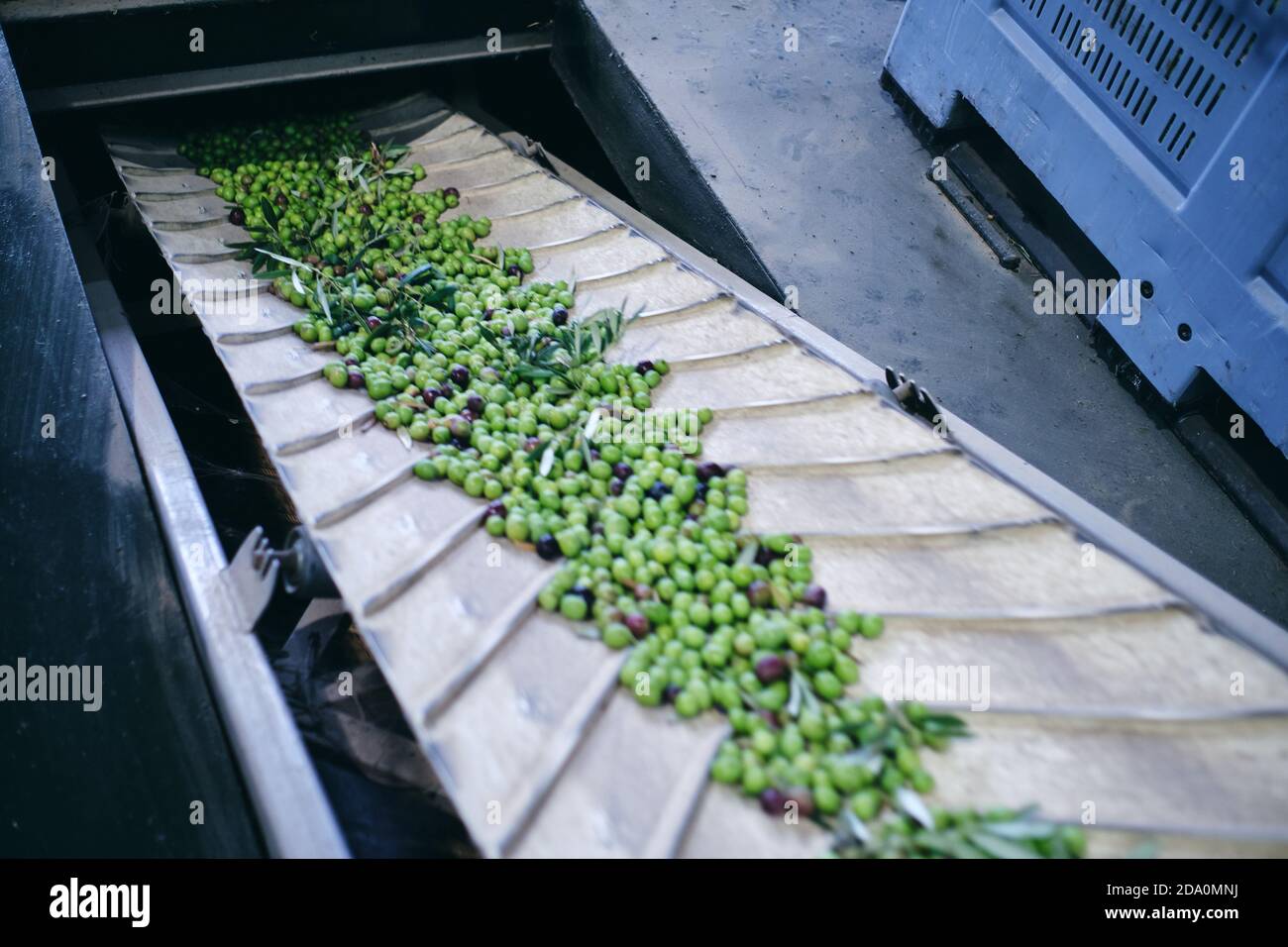 Old sorting conveyer with green vegetables processing in shabby ...
