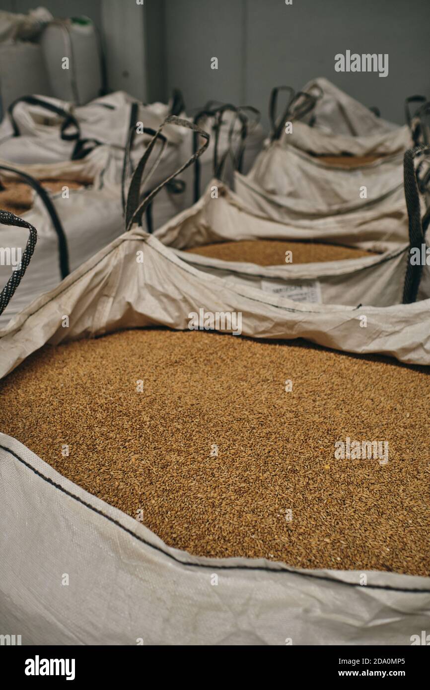 many bags with seeds of fresh wheat stored in warehouse in facility of ...