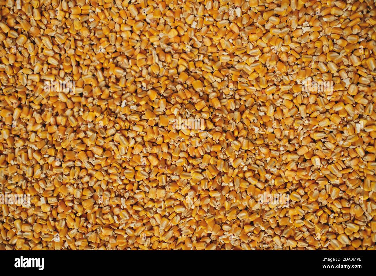 Top view of full frame background of pile of dry corn seeds stored in ...