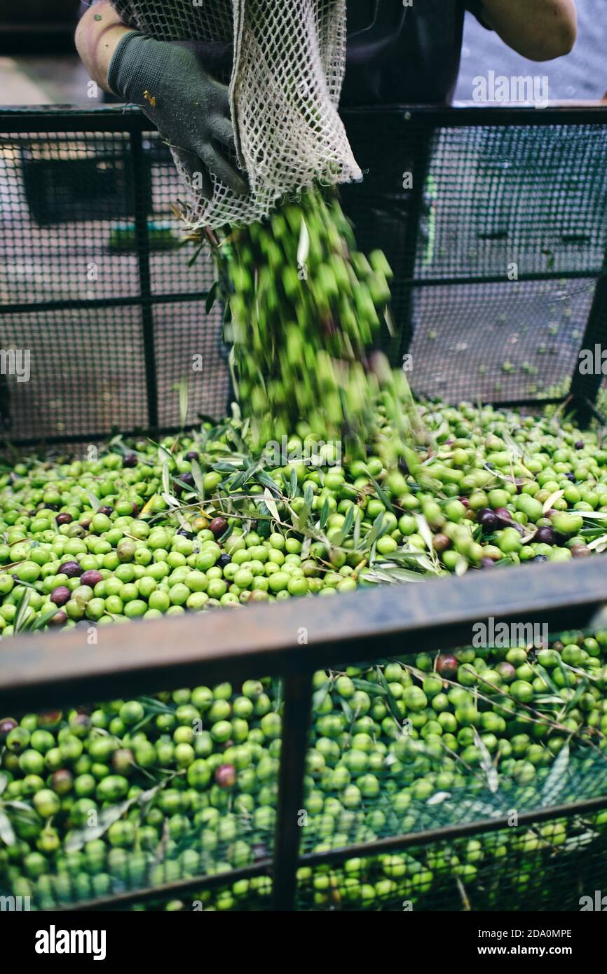 Unrecognizable worker in gloves pouring raw green olives in container ...
