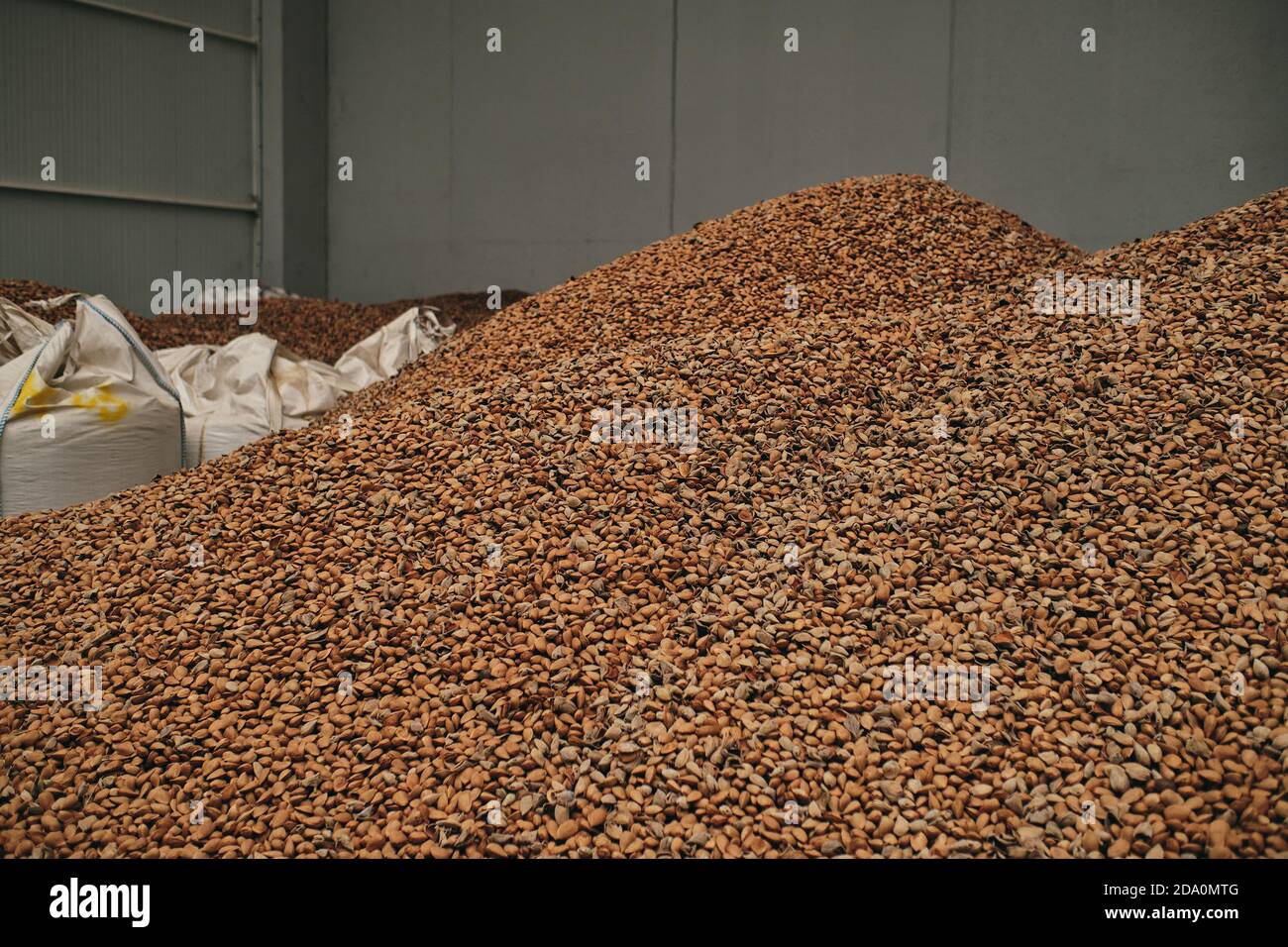 many bags with seeds of fresh wheat stored in warehouse in facility of ...