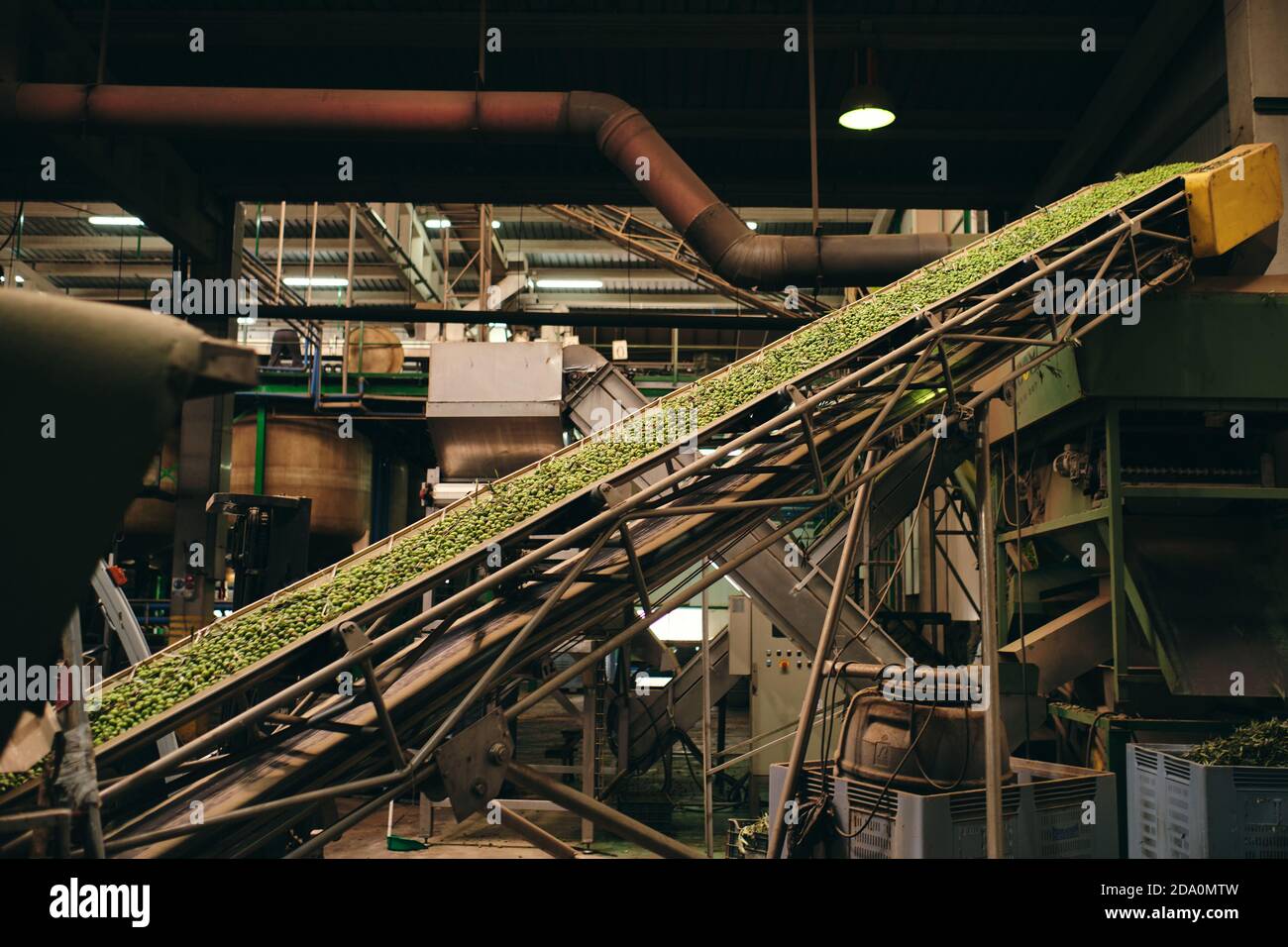 Old sorting conveyer with green vegetables processing in shabby ...