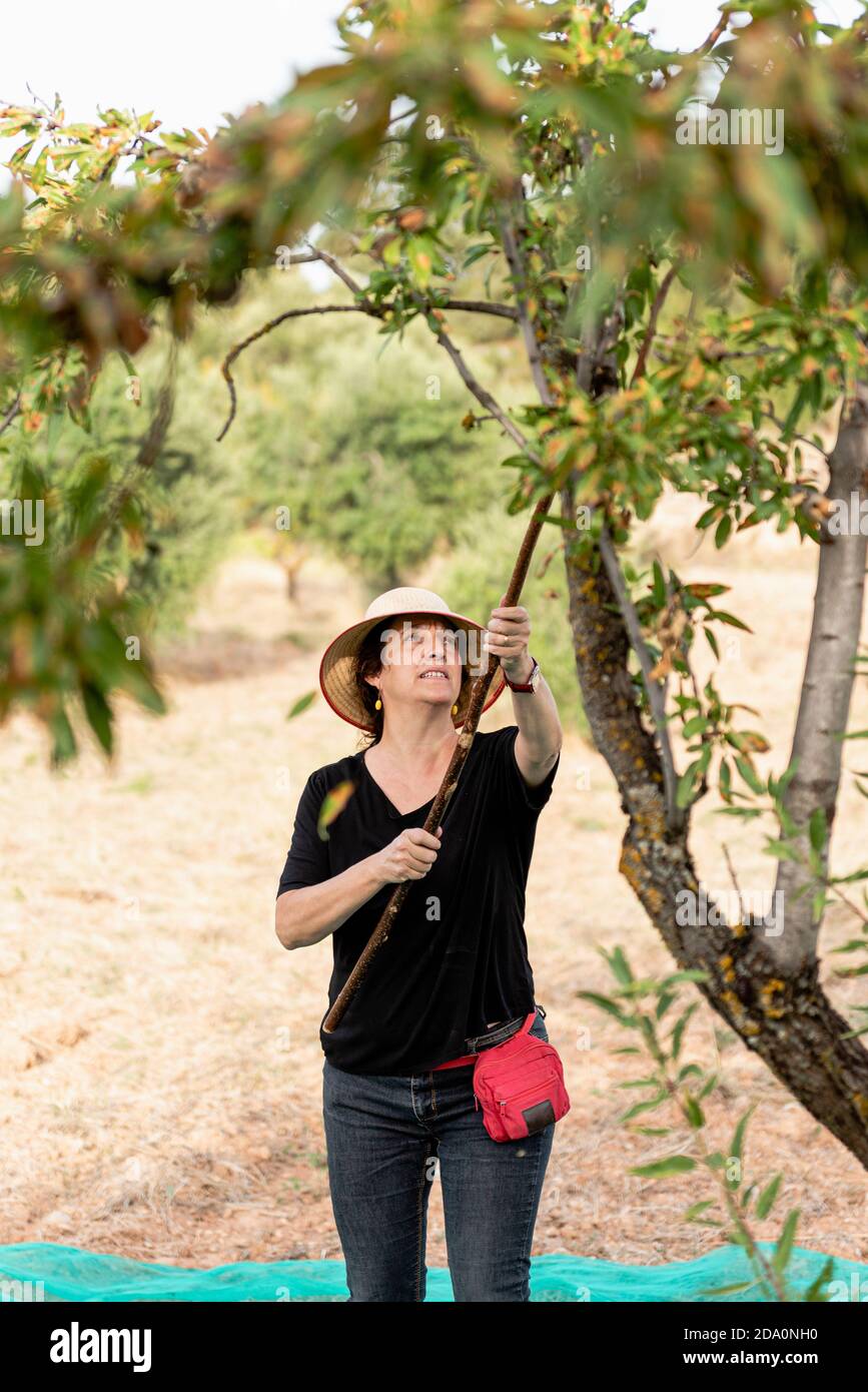 Positive female wearing casual summer outfit and hat knocking almond ...