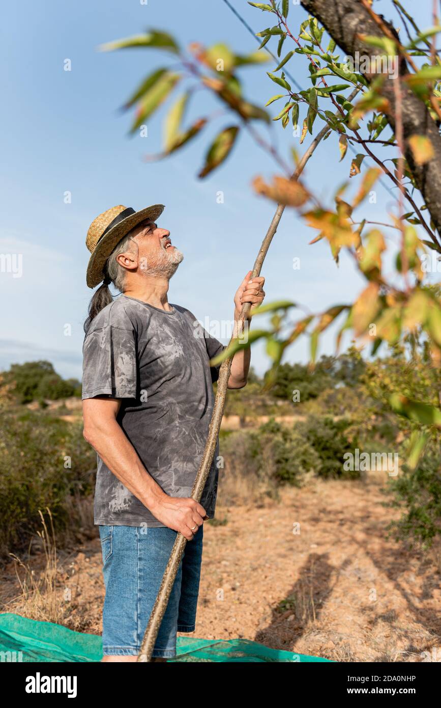 Positive man wearing casual summer outfit and hat knocking almond tree ...
