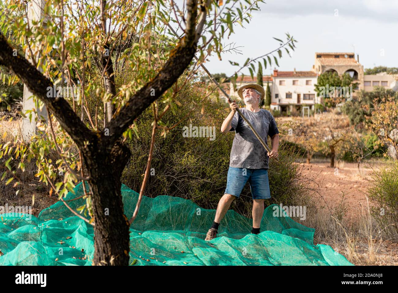 Positive man wearing casual summer outfit and hat knocking almond tree ...
