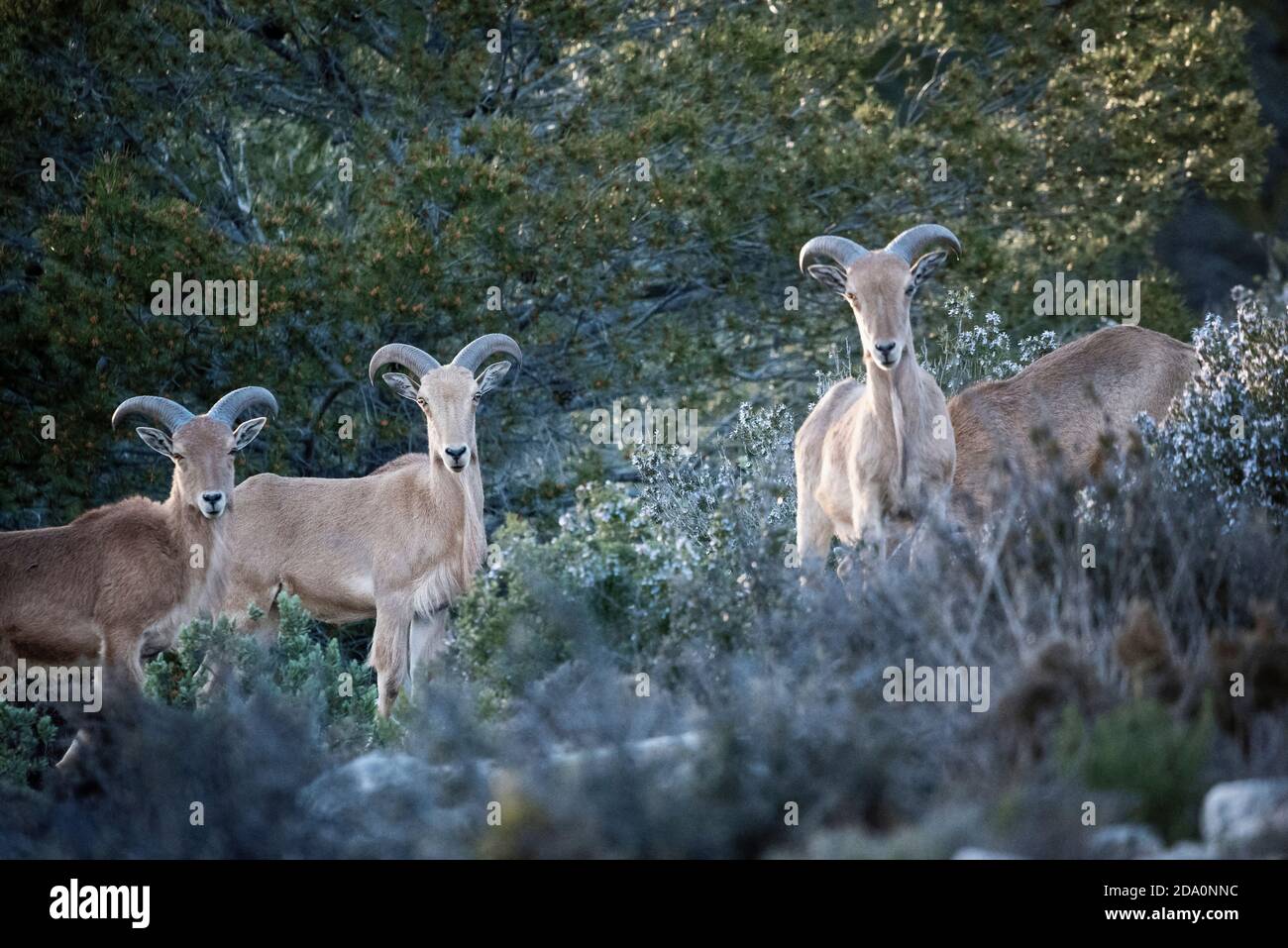 Flock of wild sheep with brown fur and curved horns ranging in bushes ...