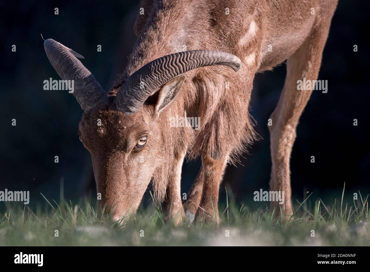 Wild sheep with brown fur and curved horns ranging in bushes Stock ...