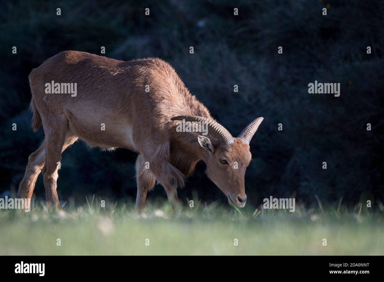 Wild sheep with brown fur and curved horns ranging in bushes Stock ...