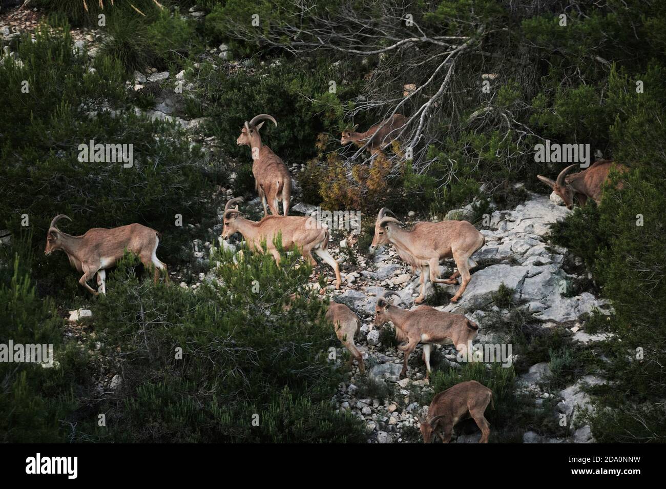 Herd of barbary sheep climbing on rocky mountainside with bushes and ...