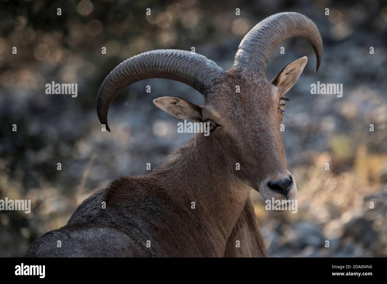 Wild sheep with brown fur and curved horns ranging in bushes Stock ...