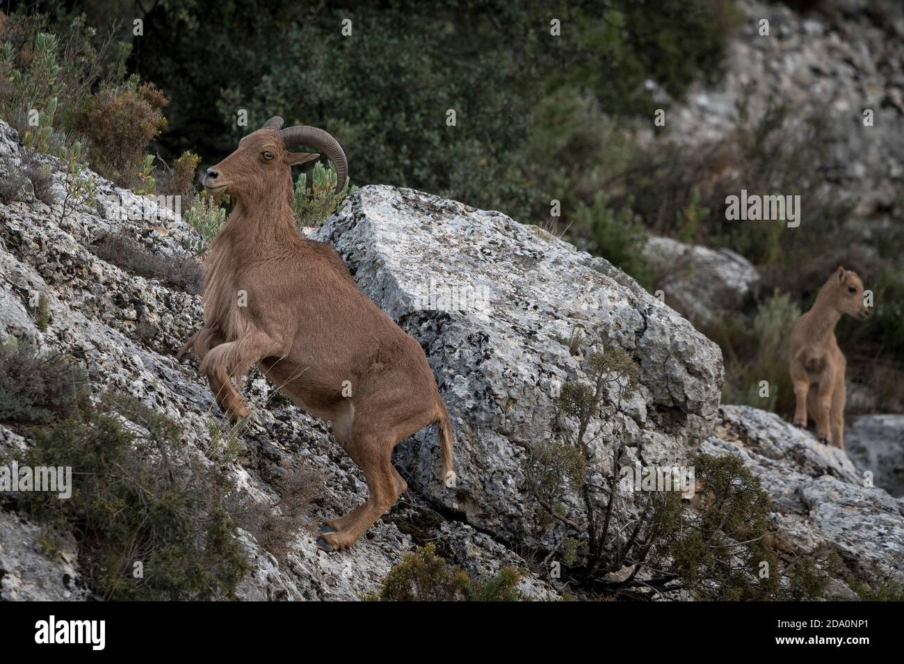 Barbary sheep and lamb climbing on rocky mountainside with bushes and ...