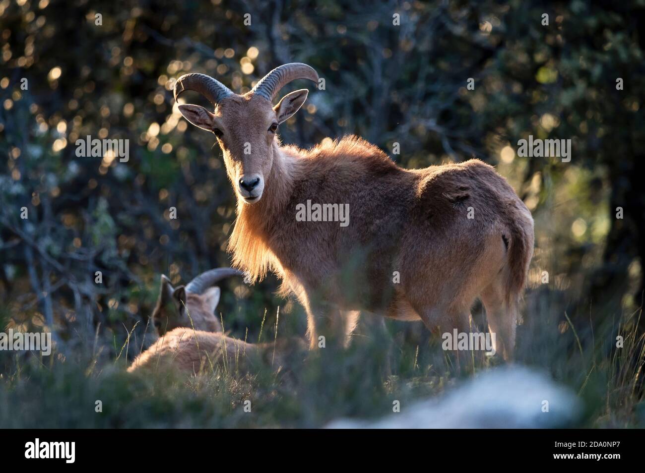 Wild sheep with brown fur and curved horns ranging in bushes Stock ...