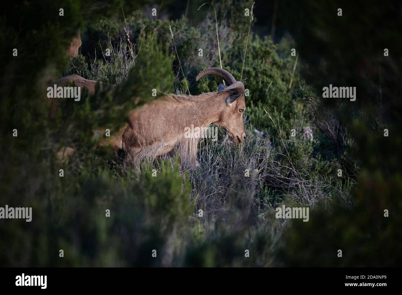 Wild sheep with brown fur and curved horns ranging in bushes Stock ...