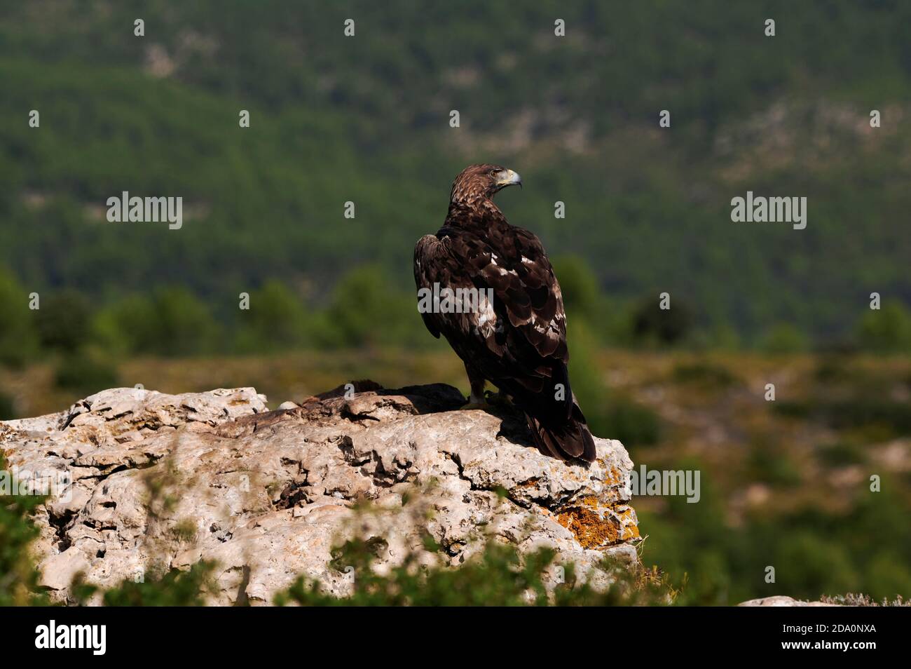 Golden eagle resting in summer day Stock Photo - Alamy