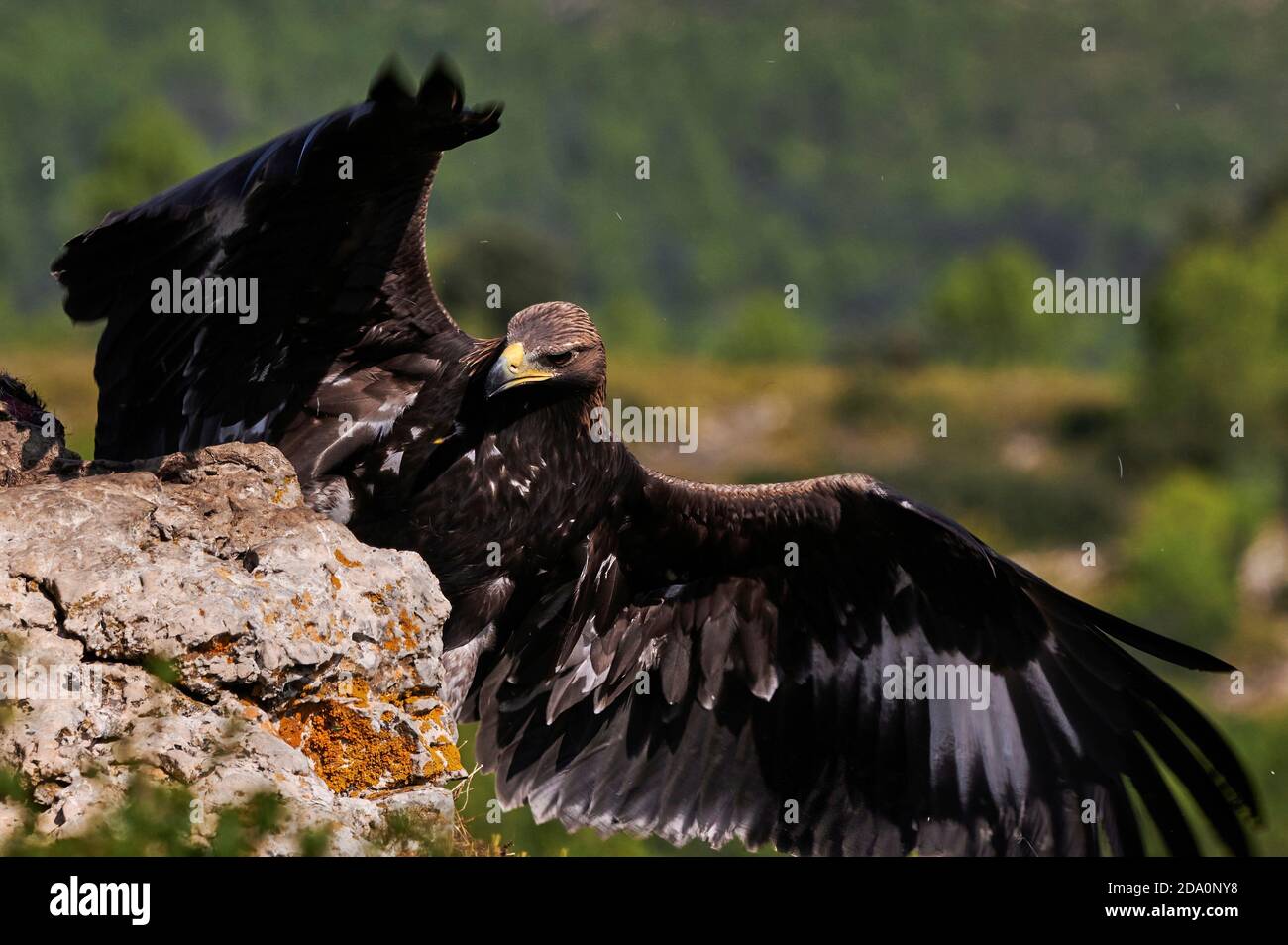 Golden eagle wild hi-res stock photography and images - Alamy