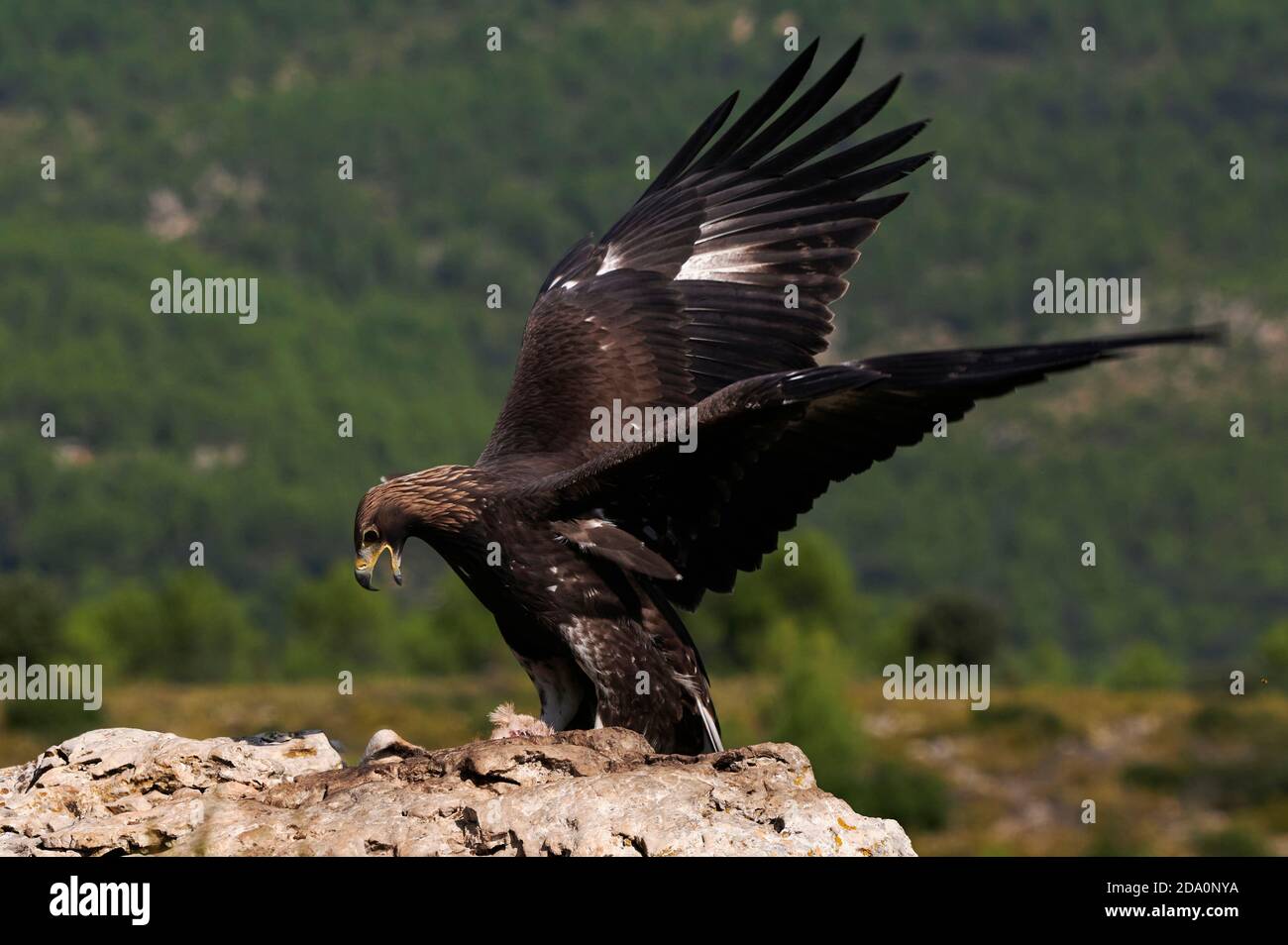 Golden eagle resting in summer day Stock Photo - Alamy