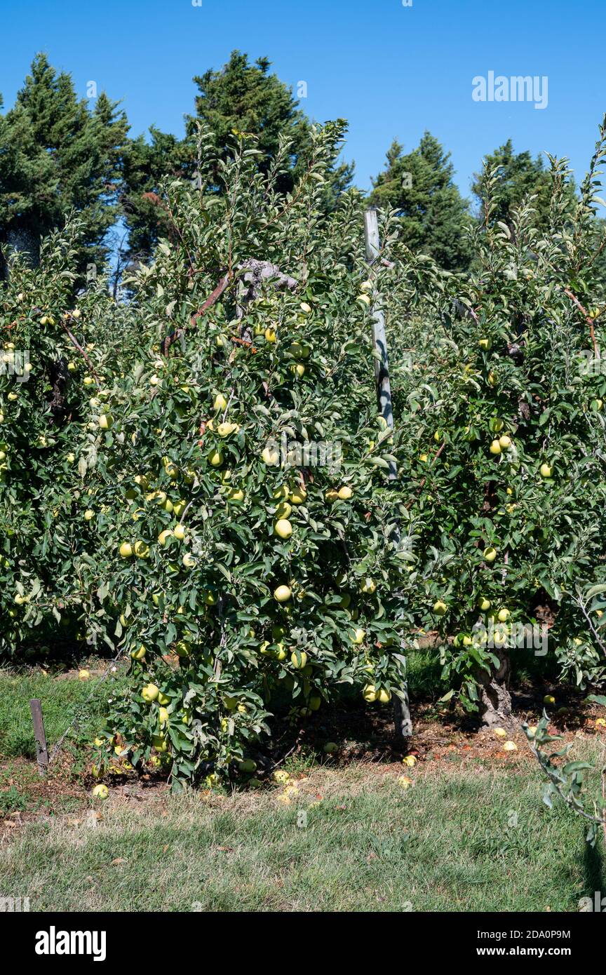 Fruit orchards in France, apple trees with ripe green fruits ready for ...
