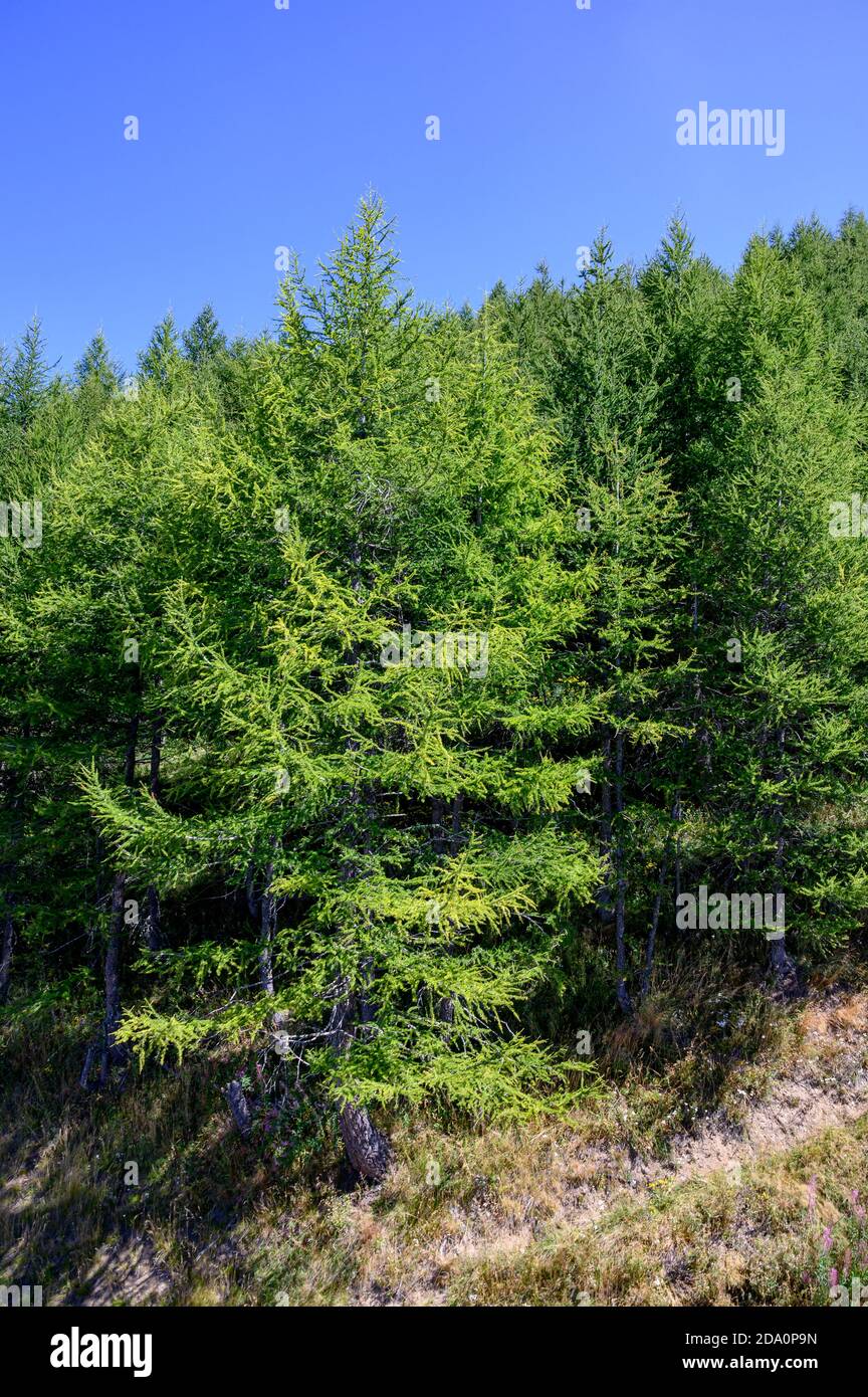 Alpine flora, evergeen firs and pine trees with cones growing on ...
