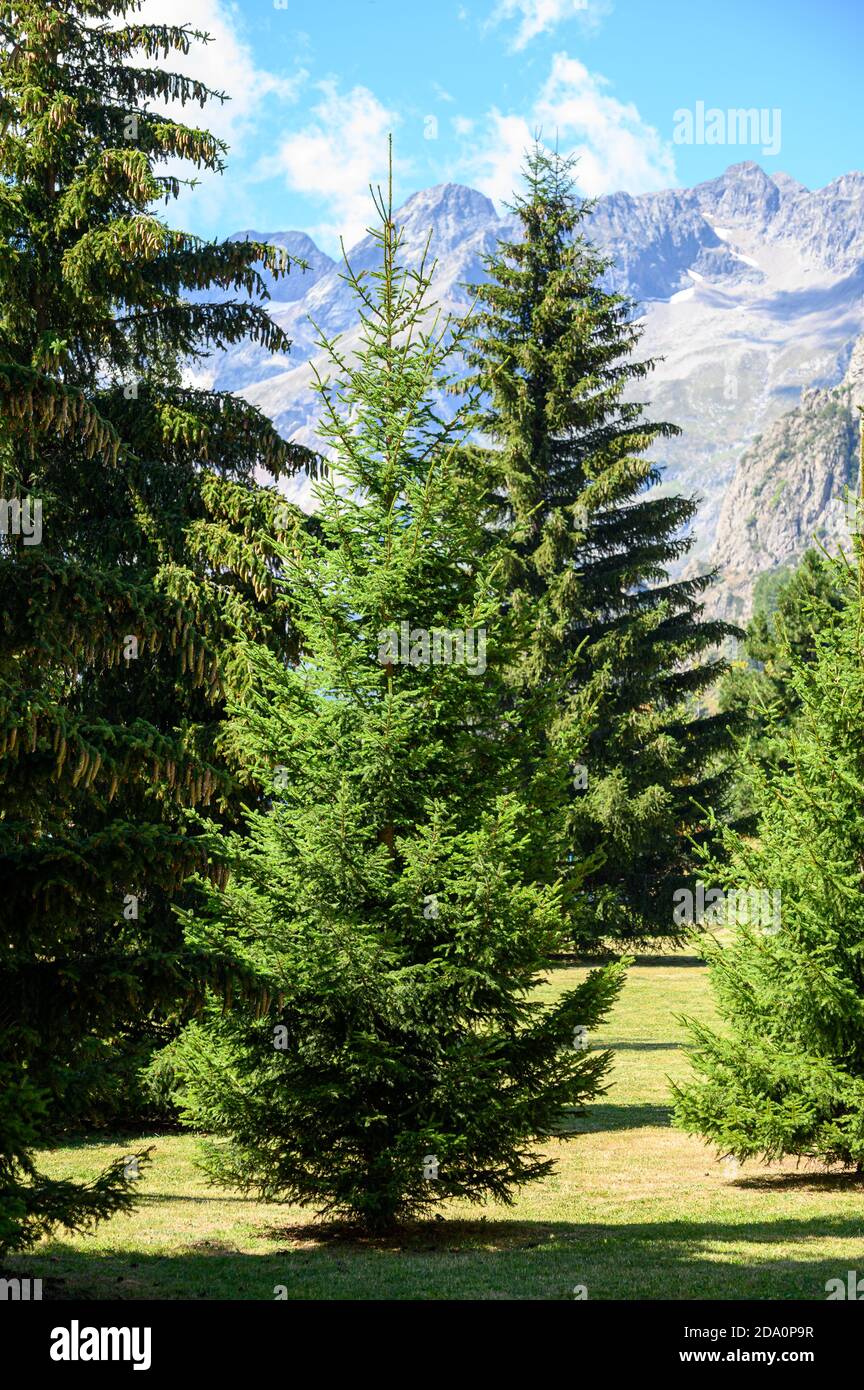Alpine flora, evergeen firs and pine trees with cones growing on ...