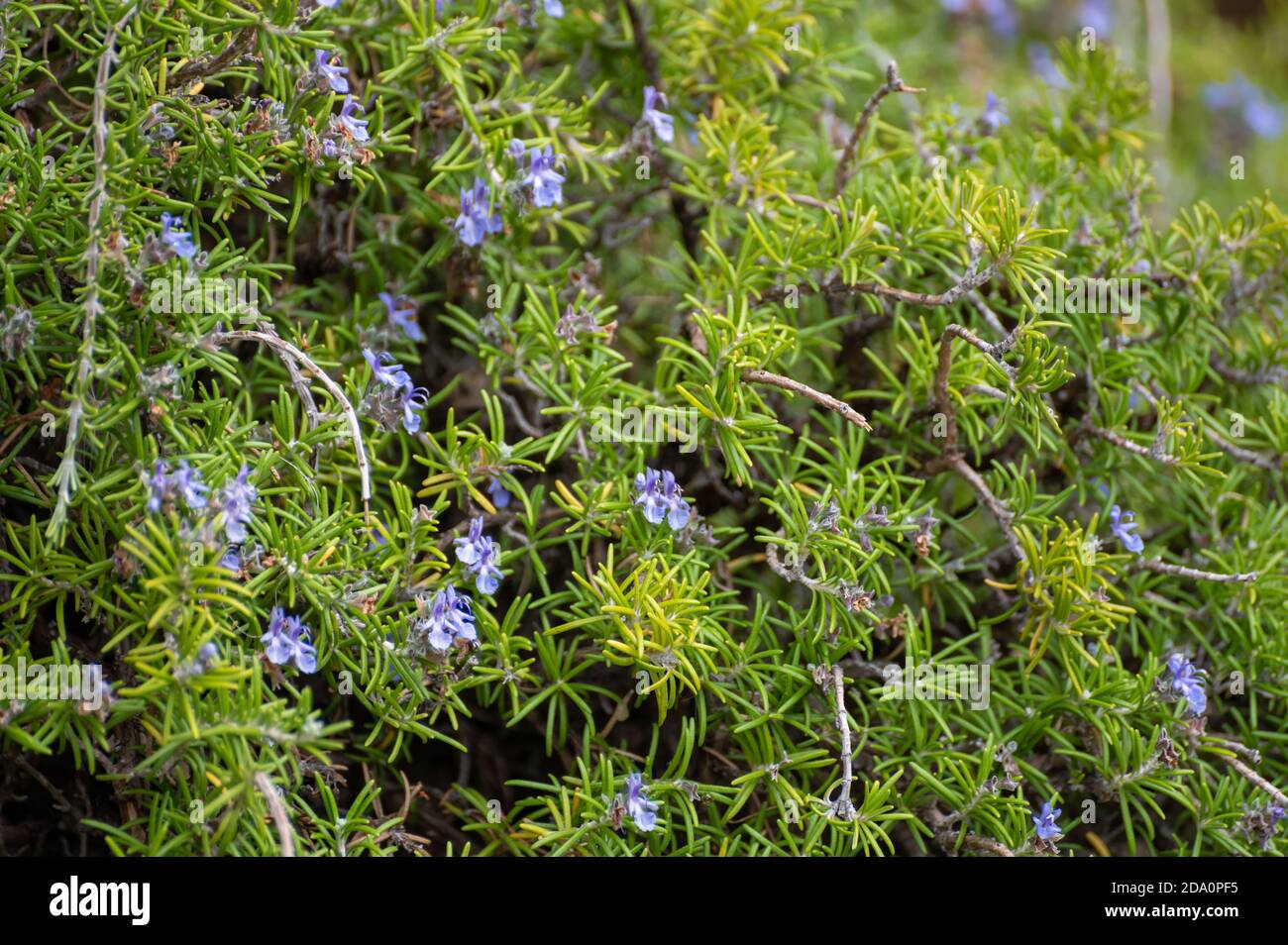 Ingredient of aromatic kitchen herbs of Provence rosemary plant in ...