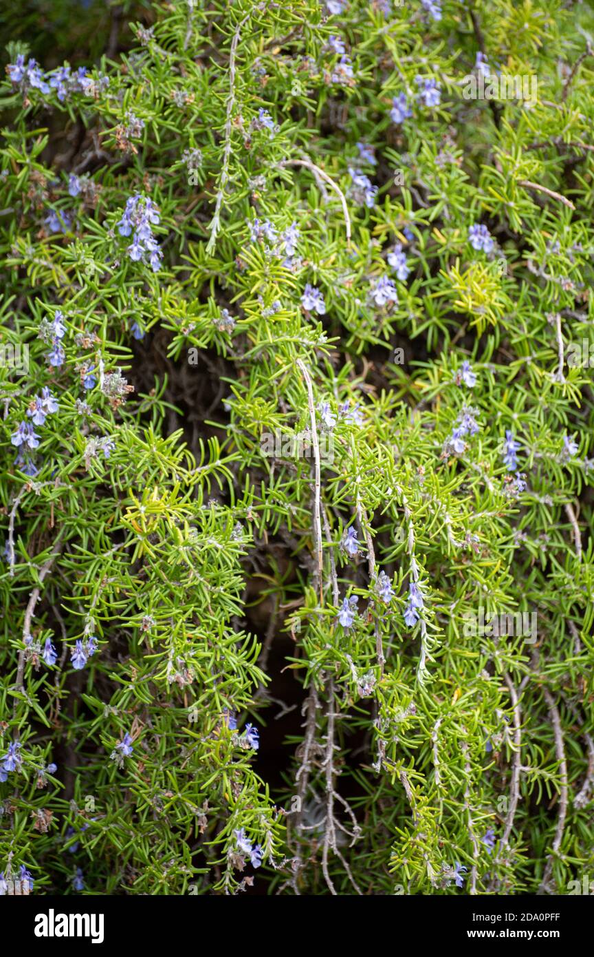 Ingredient of aromatic kitchen herbs of Provence rosemary plant in ...