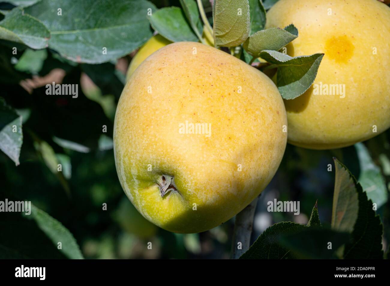 Fruit orchards in France, apple trees with ripe green fruits ready for ...