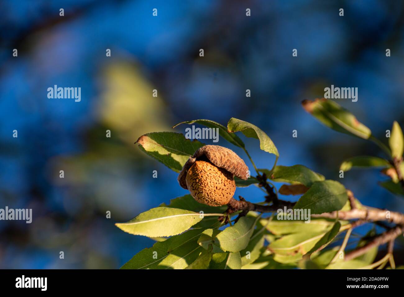 Almond tree with ripe hard nuts in shell ready to harvest in evening ...