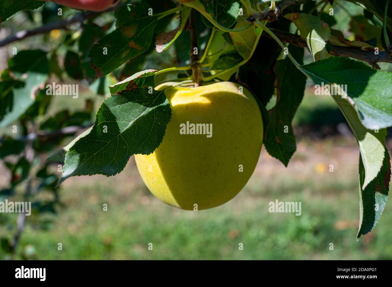 Fruit orchards in France, apple trees with ripe green fruits ready for ...