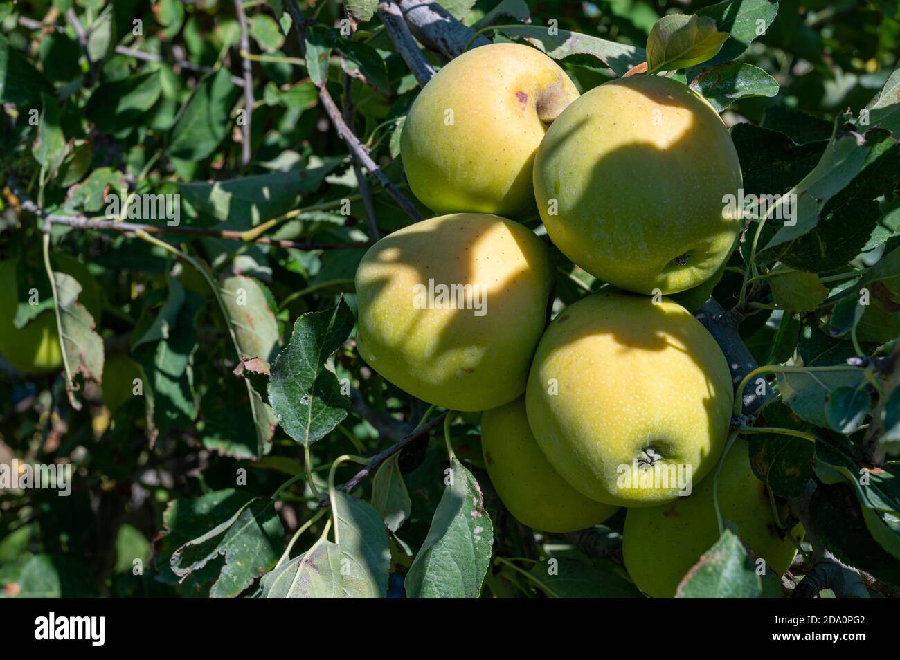 Fruit orchards in France, apple trees with ripe green fruits ready for ...