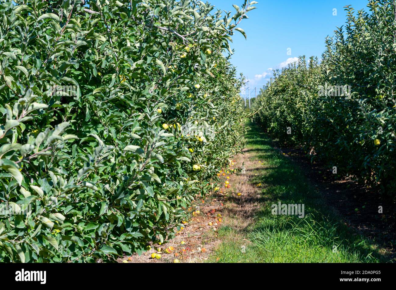 Fruit orchards in France, apple trees with ripe green fruits ready for ...