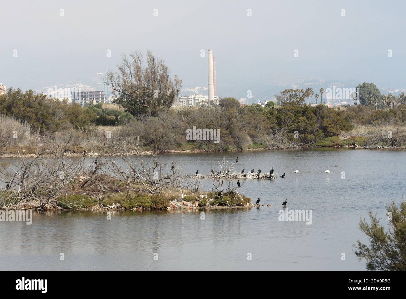 Great cormorants at Guadalhorce nature reserve, Málaga, Andalusia ...