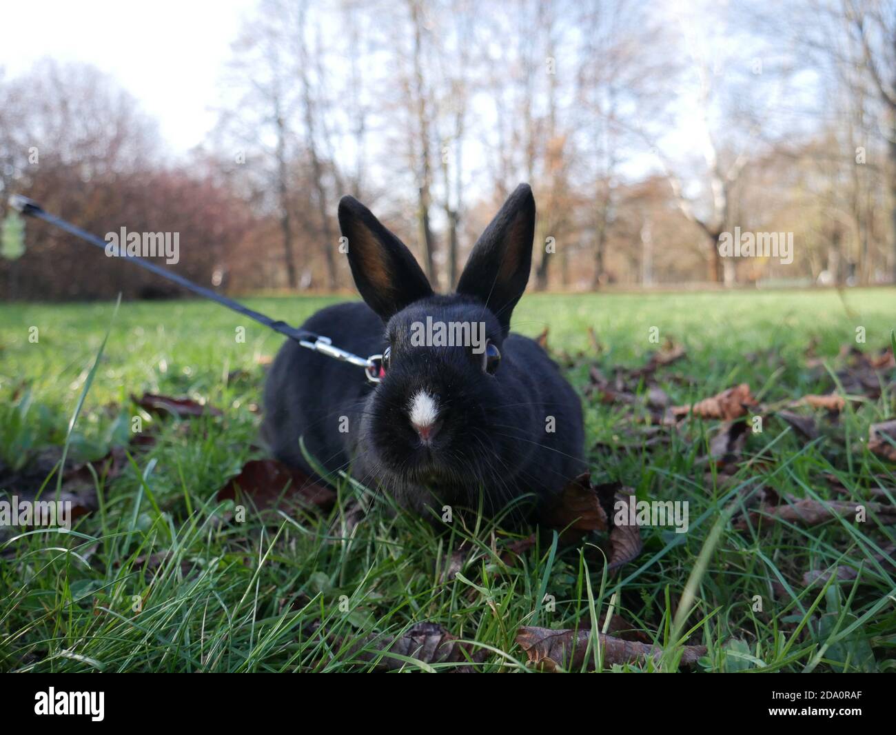 Small black rabbit in park Stock Photo - Alamy