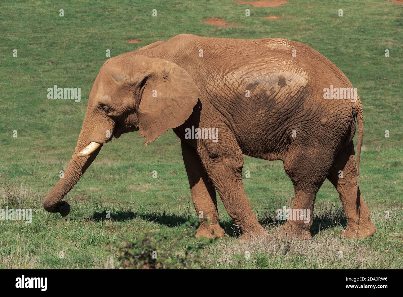 High angle side view of African elephant grazing in grassy lawn in ...