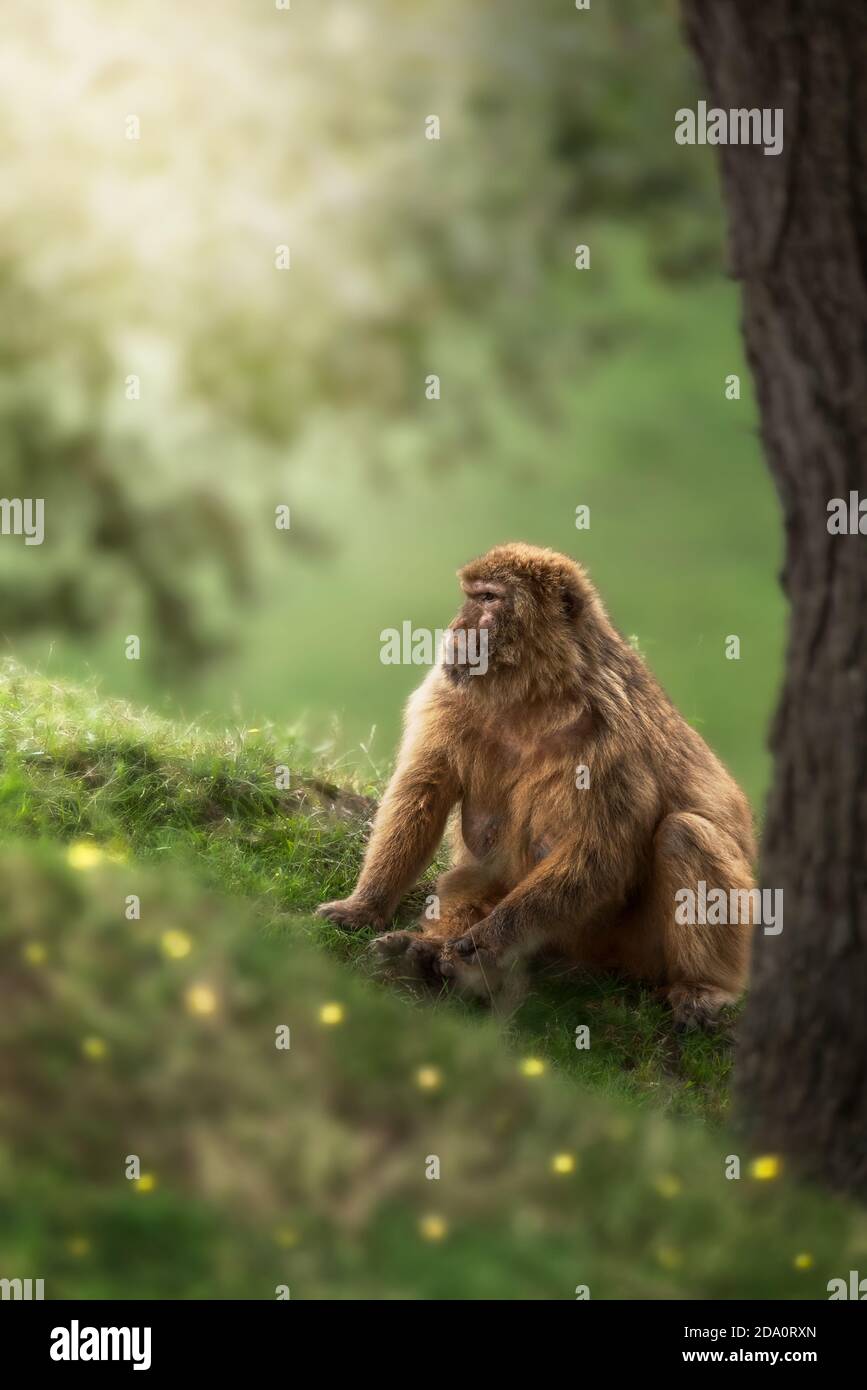 Fluffy monkey in nature looking away Stock Photo - Alamy