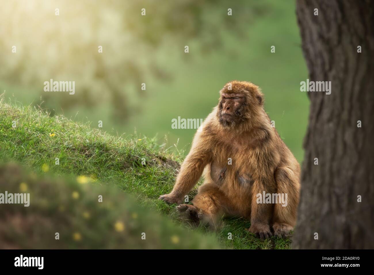 Fluffy monkey in nature looking away Stock Photo - Alamy