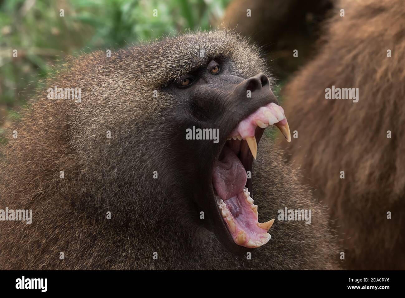 Roaring monkey hi-res stock photography and images - Alamy