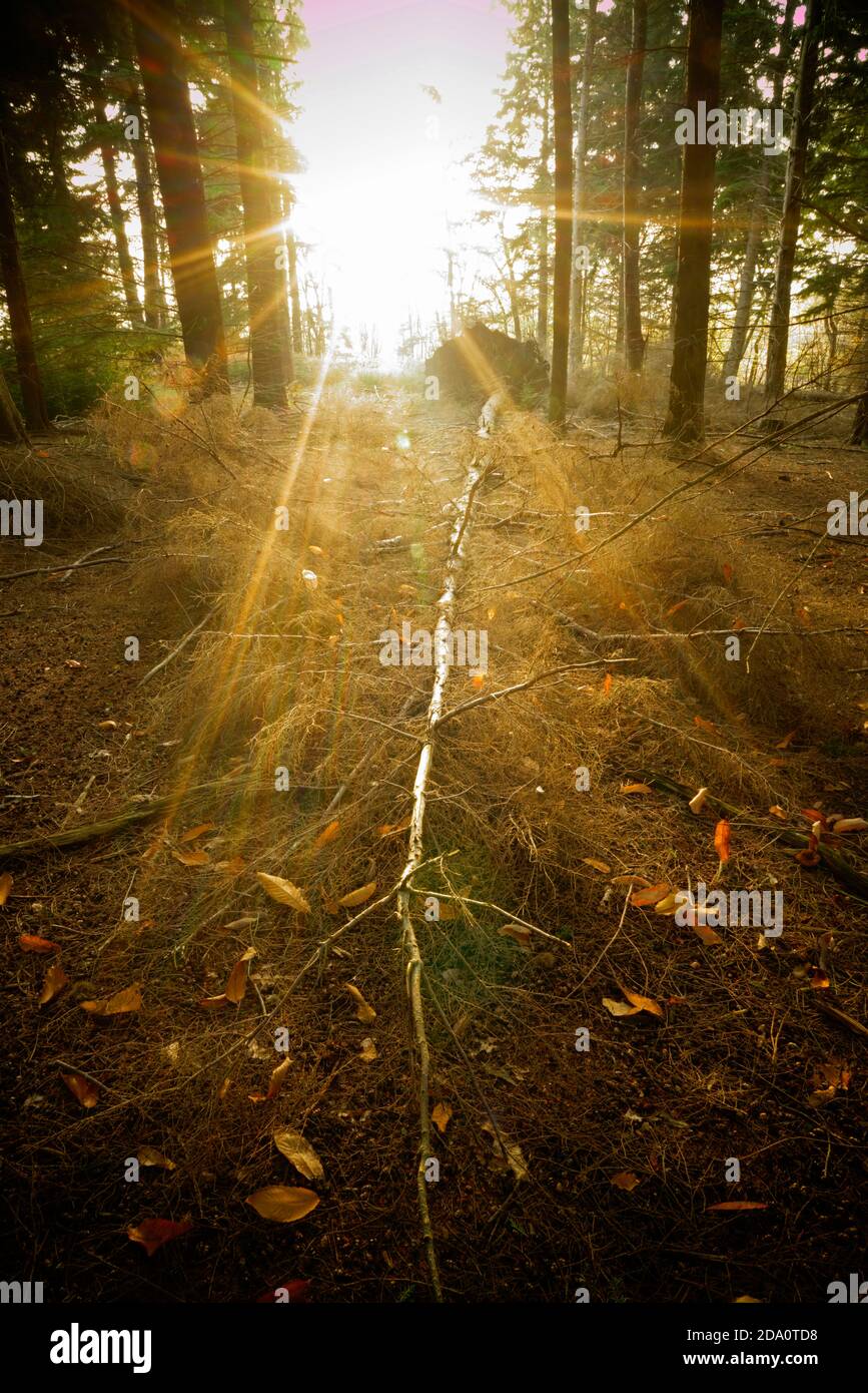 Sunburst with light rays in a forest setting Stock Photo - Alamy