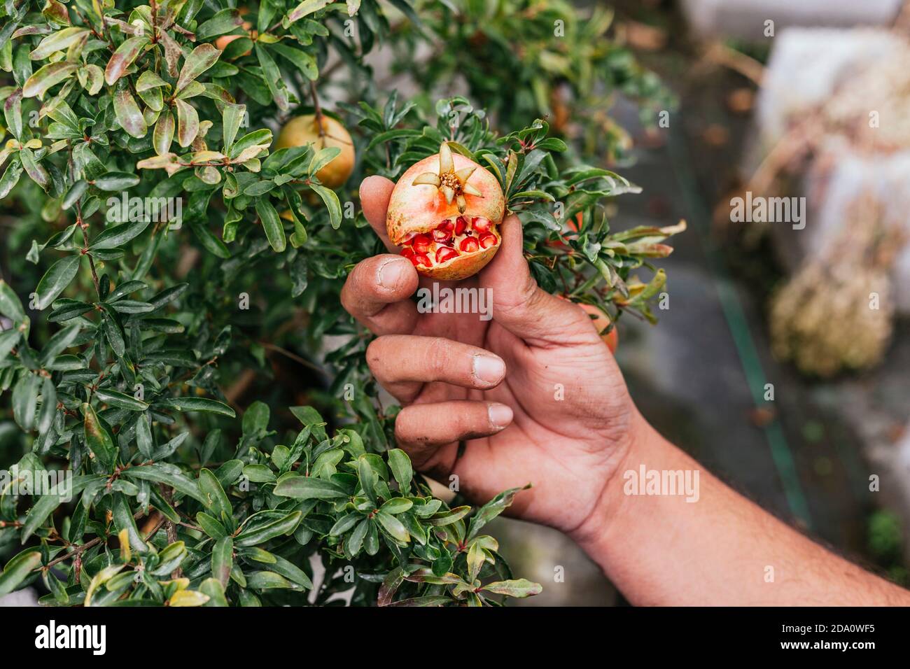 Hand holding pomegranate hi-res stock photography and images - Alamy