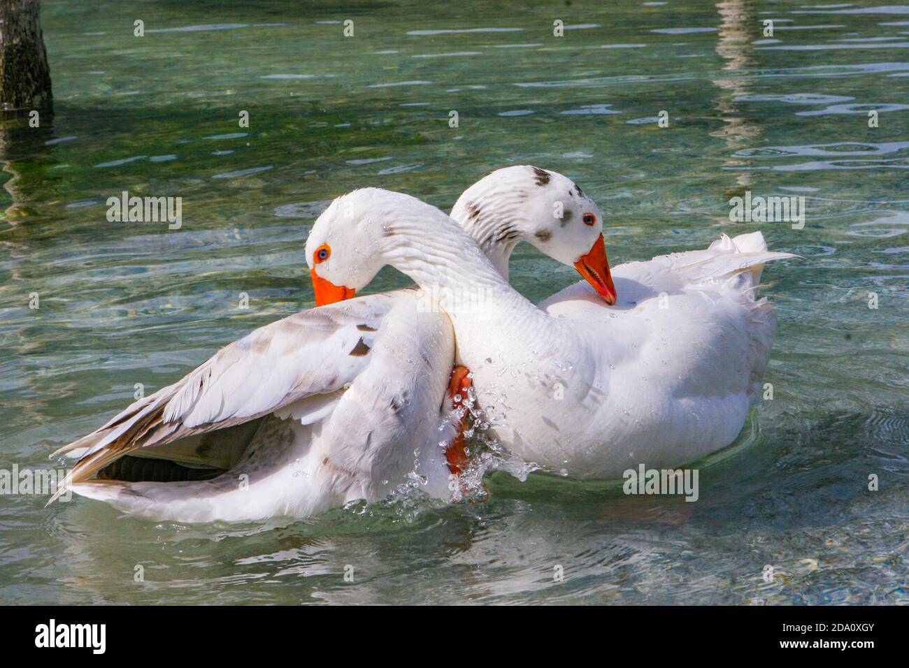 White Duck swimming in pond. White ducks clean and play, each other ...