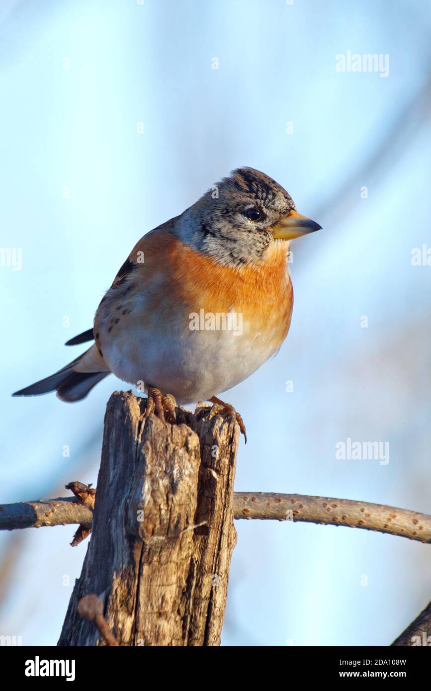 Female brambling hi-res stock photography and images - Alamy